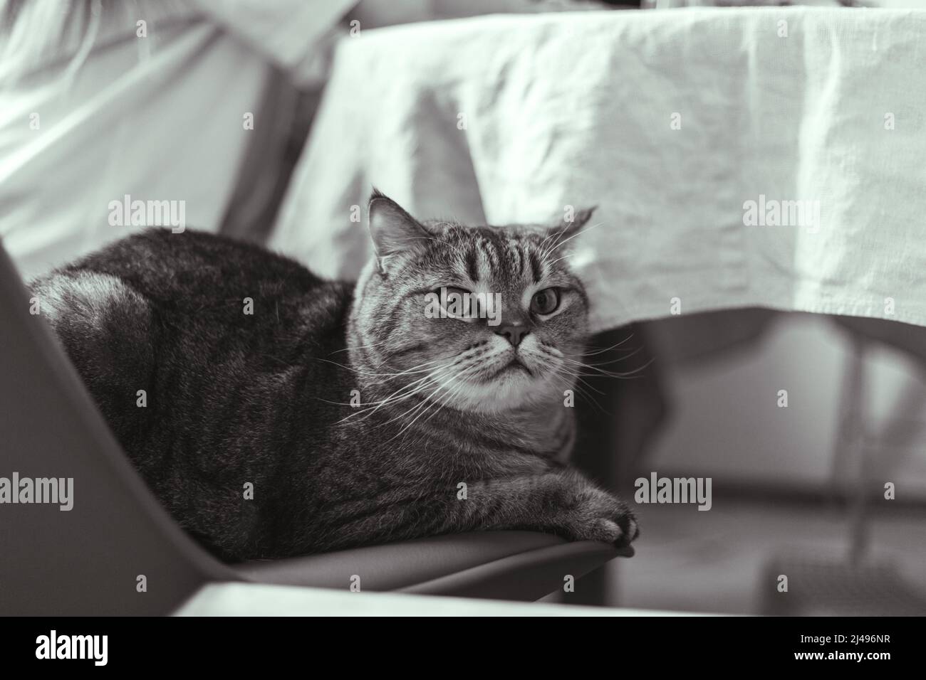 The cat sits on a chair near the dining table Stock Photo - Alamy