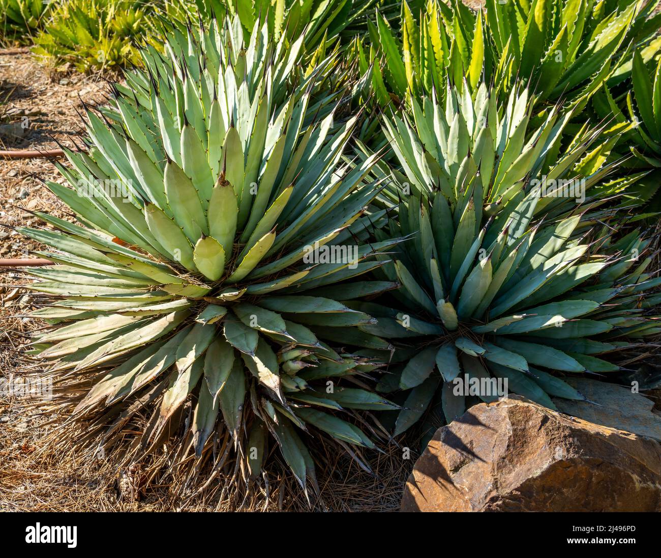Agave rosette hi-res stock photography and images - Alamy