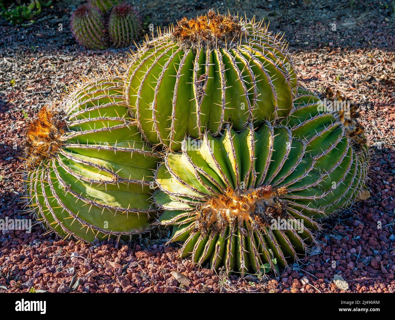 Close up of Clump Barrel Cactus (Ferocactus schwarzii Stock Photo - Alamy