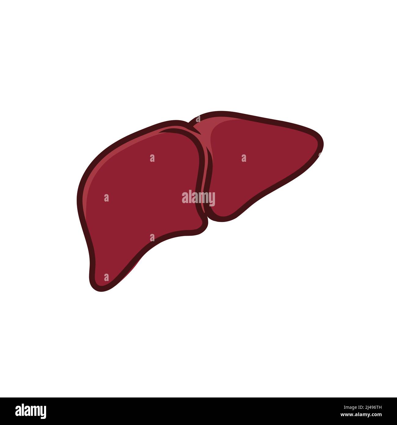 Human liver vector illustration isolated on white background Stock ...