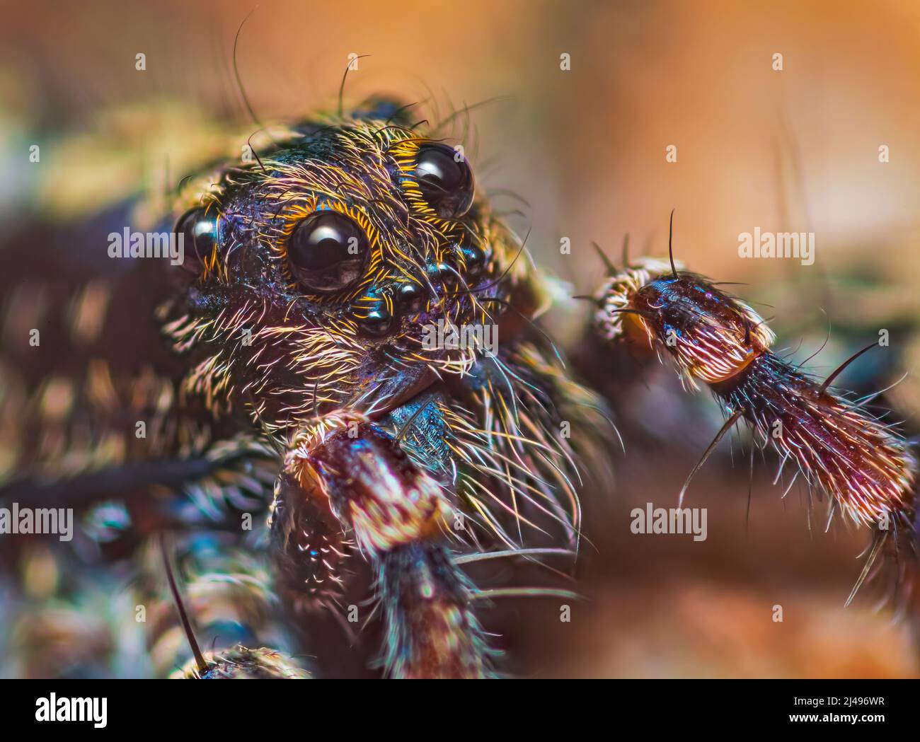 Wolf spider eyes hi-res stock photography and images - Alamy