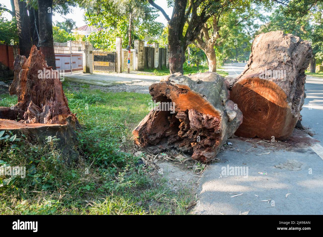 A close-up shot of Tree logs cut down on a roadside in India. Trees cut ...