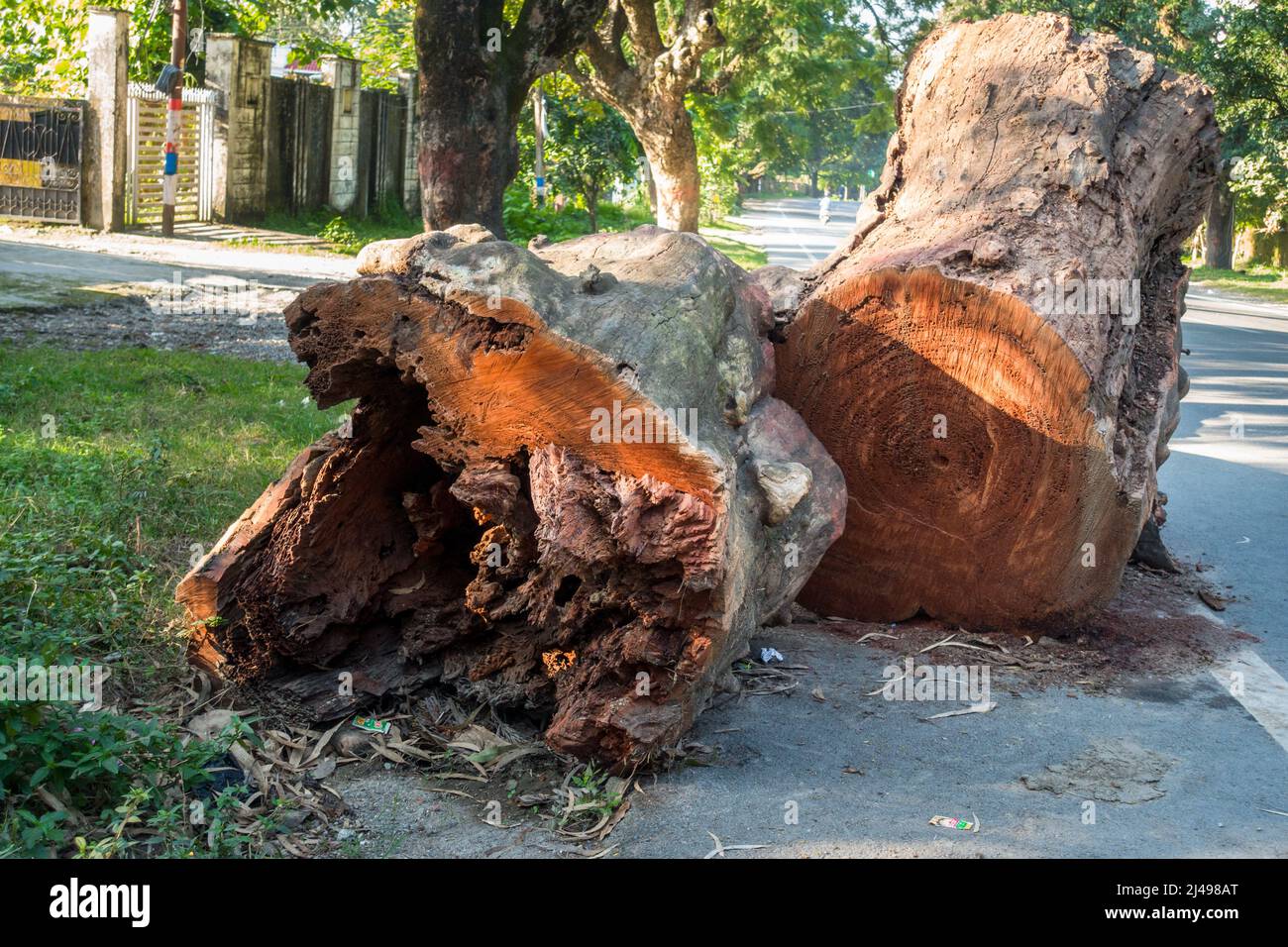 A close-up shot of Tree logs cut down on a roadside in India. Trees cut ...