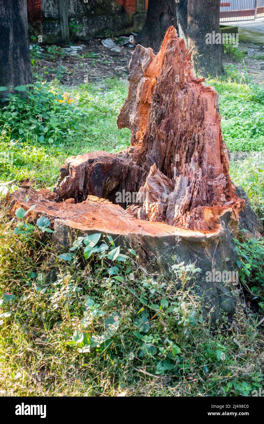 A close-up shot of Tree logs cut down on a roadside in India. Trees cut ...