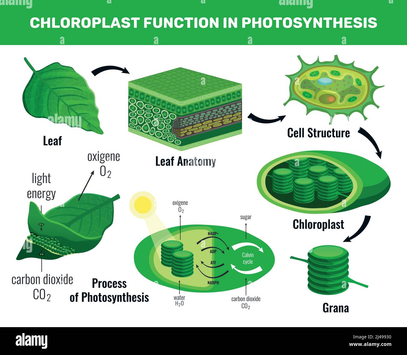 Chloroplast Function In A Plant Cell