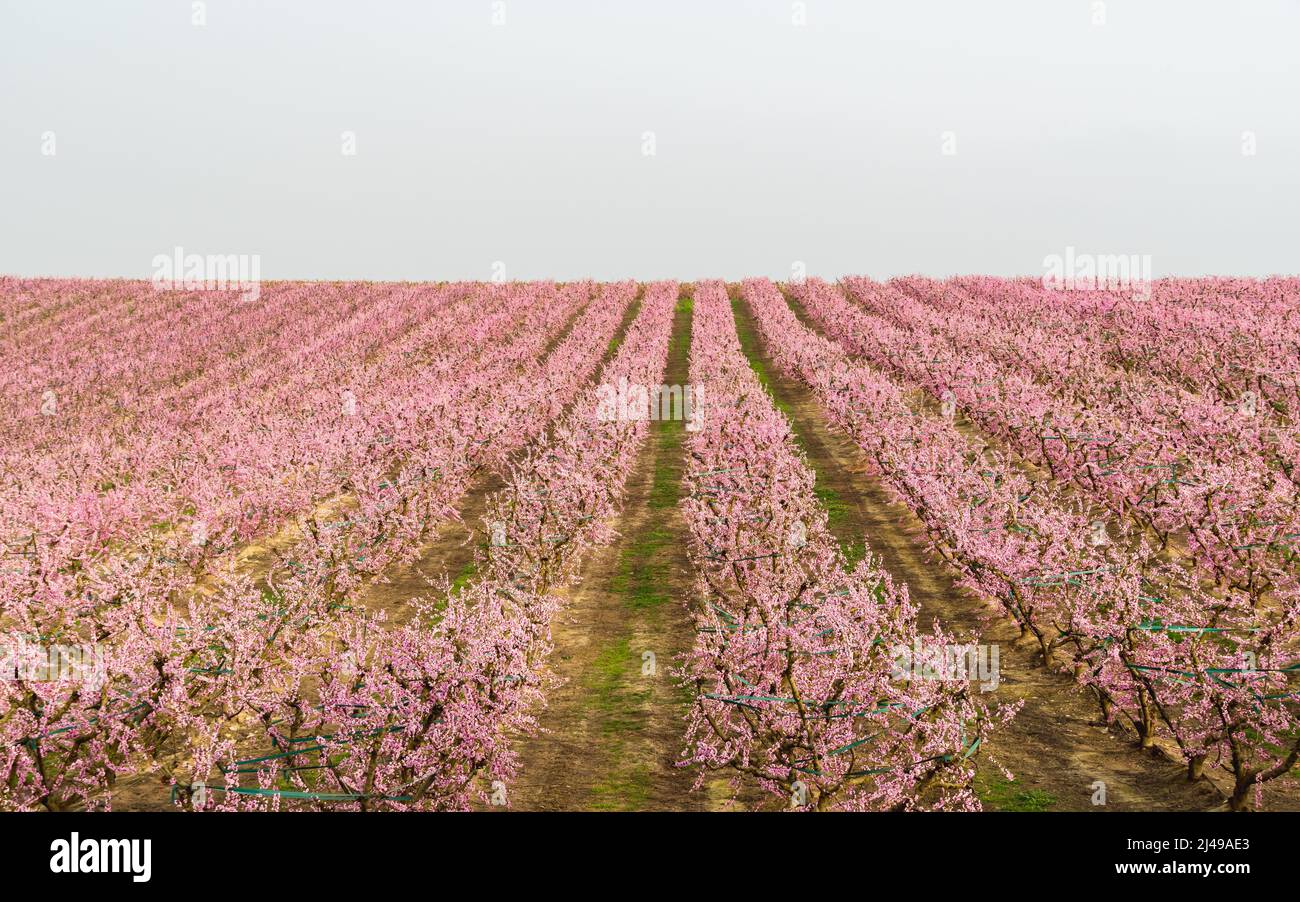 Spring flowering of peaches in the fruit fields in the village of ...