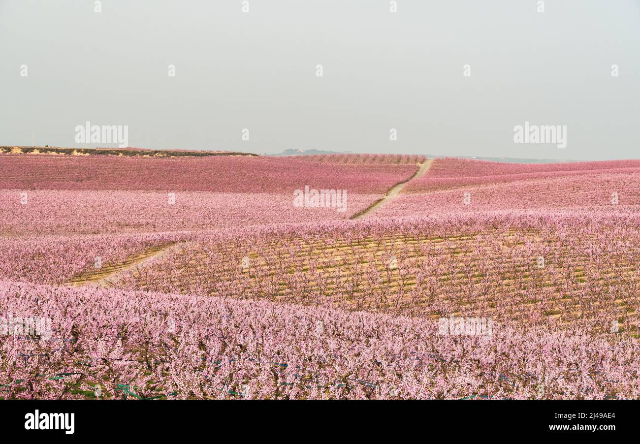 Spring flowering of peaches in the fruit fields in the village of ...