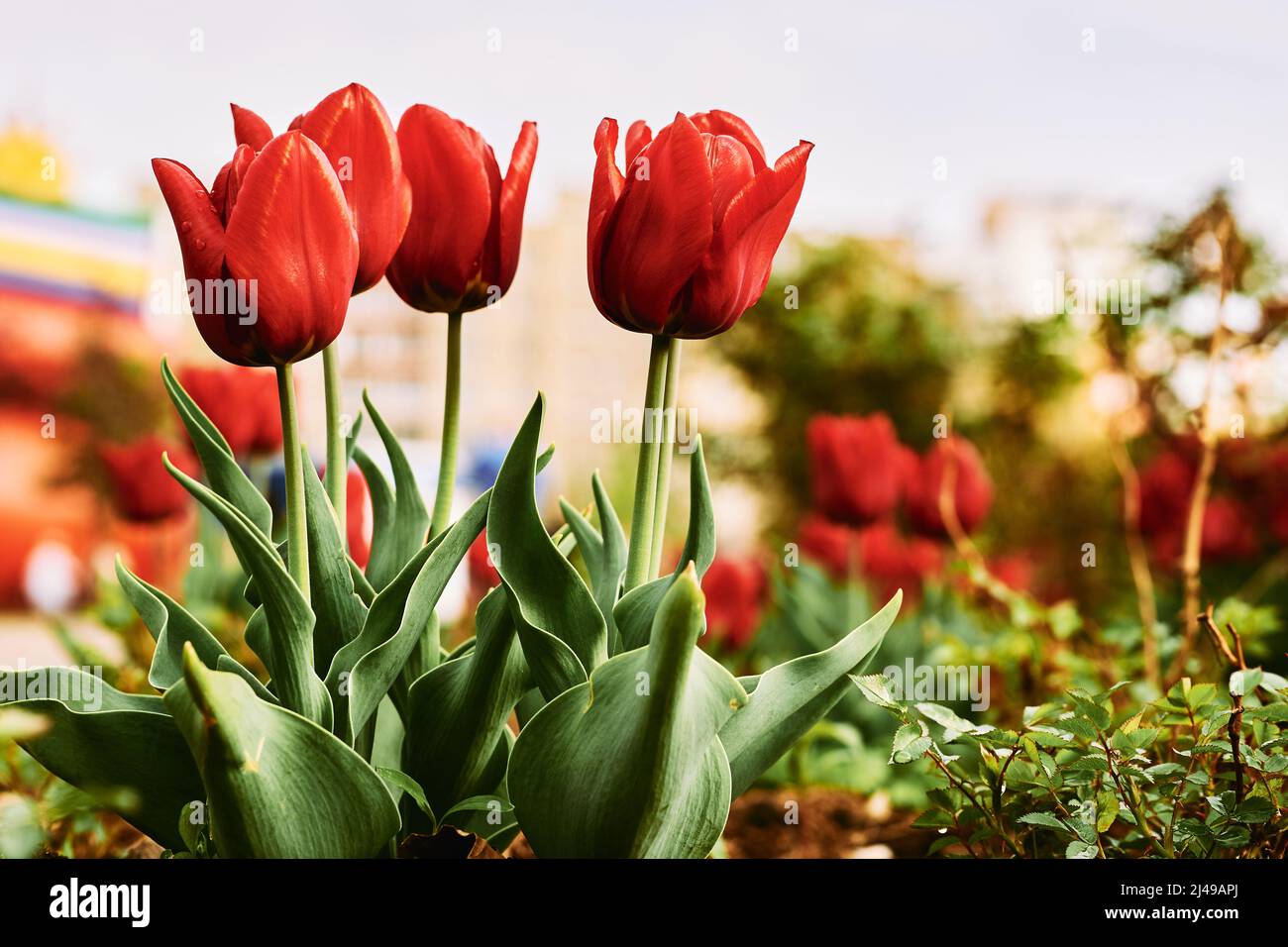 Light colored bloom hi-res stock photography and images - Alamy