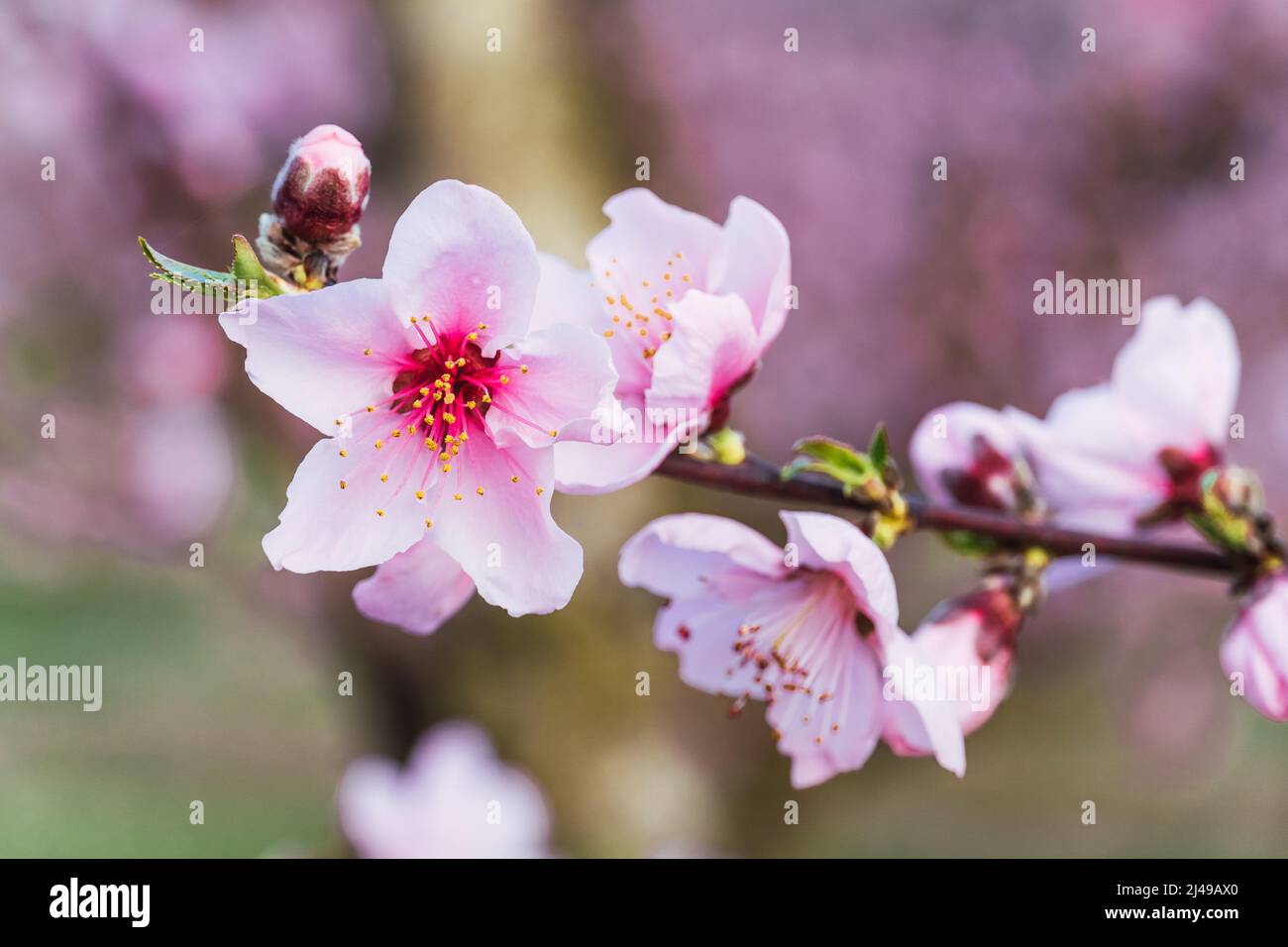Spring flowering of peaches in the fruit fields in the village of ...