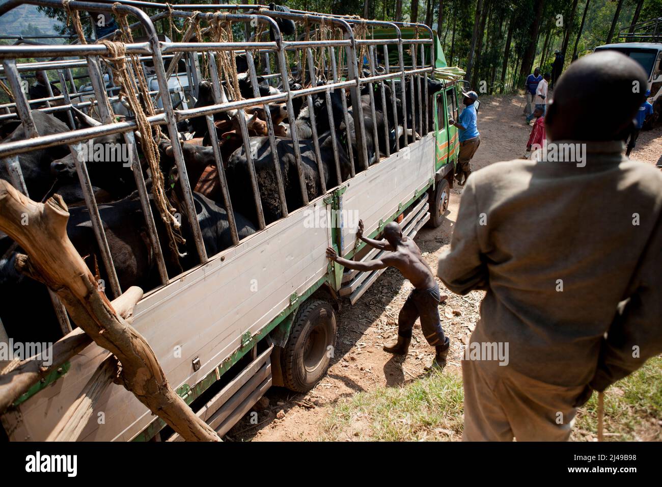 A truck moves off with cattle bought at Bushoka village market, Gasiza ...
