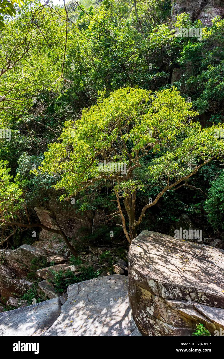 Forest vegetation mixing with rocks in the Brazilian Cerrado (savanna ...