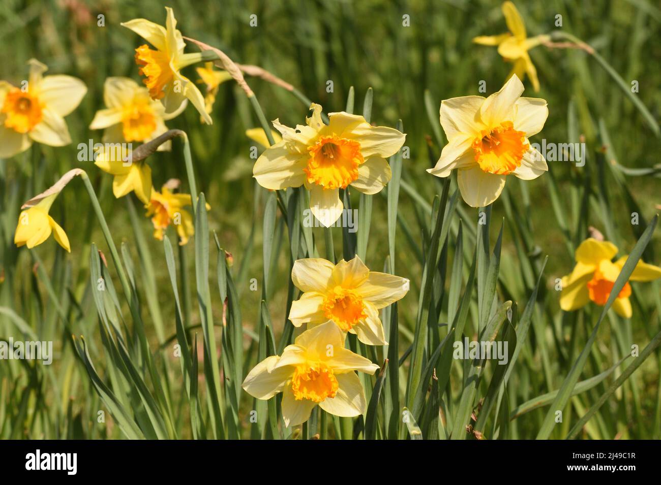 Daffodils in the spring sunshine. London, England, UK Stock Photo - Alamy