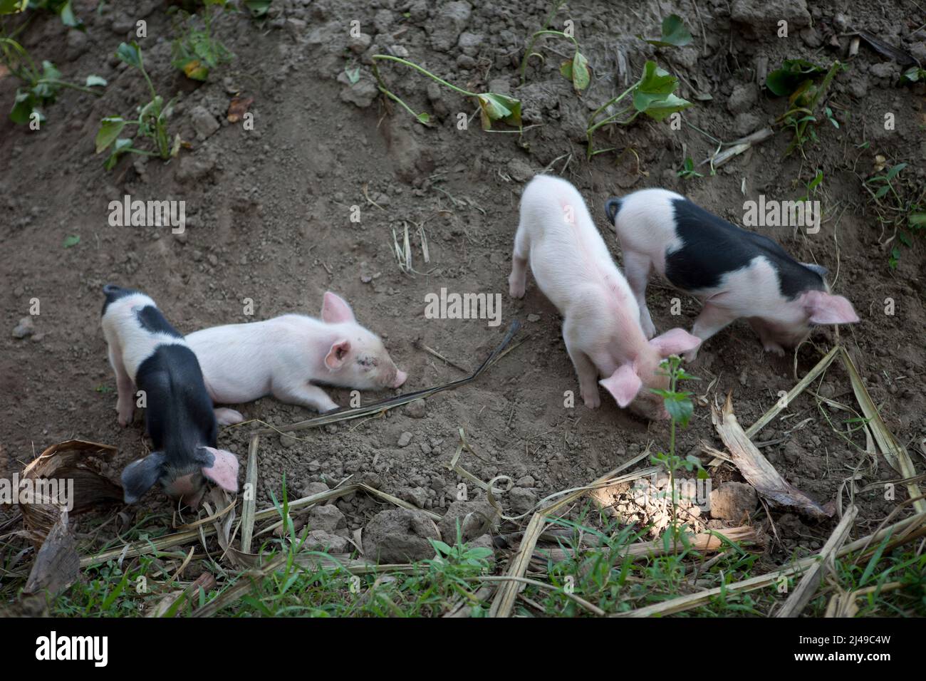 Genevieve, Manishimwe, 40, Nyange village, Murambi cell, Gakenke ...
