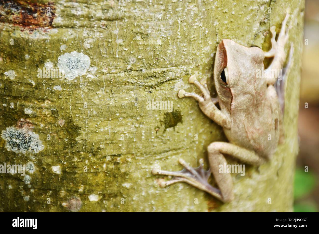 tree frog climbing on trunk in garden Stock Photo - Alamy