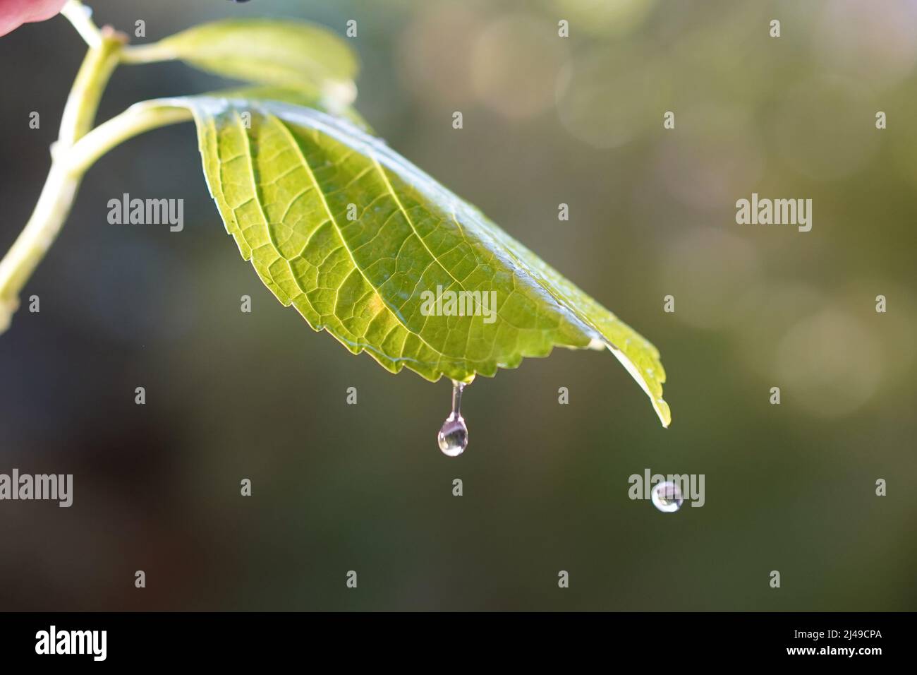 Raindrop leaf hi-res stock photography and images - Alamy