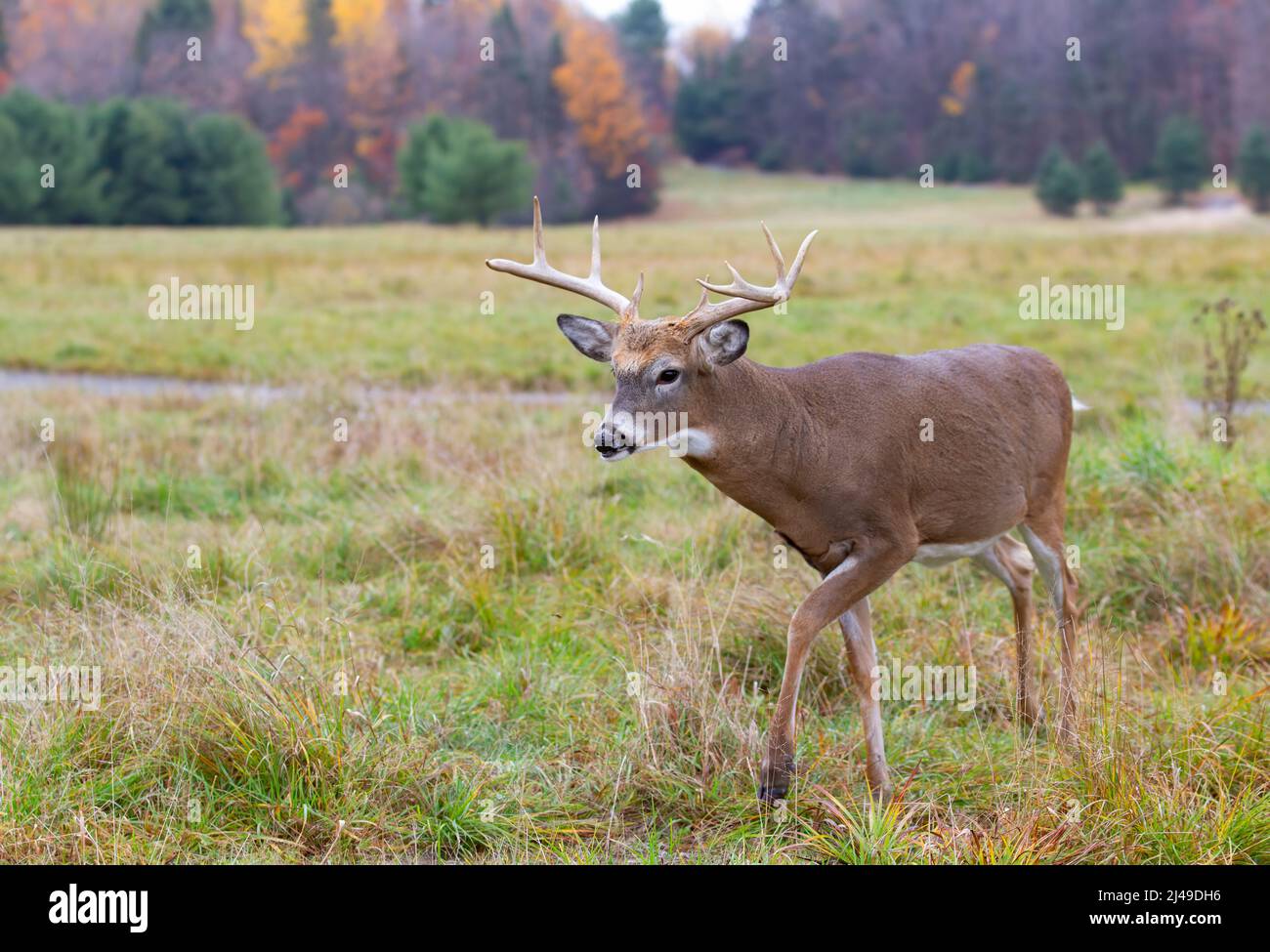 White-tailed deer buck walking in a autumn meadow in Canada Stock Photo ...