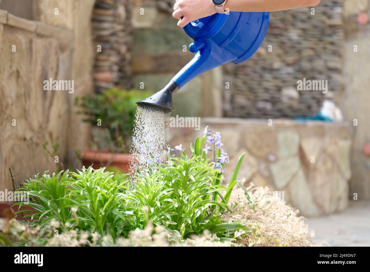 Gardening woman pouring water flowers hi-res stock photography and ...