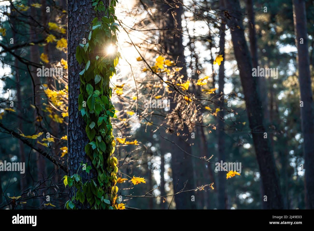 sunset in the evergreen forest, sun rays through the pine tree trunks ...