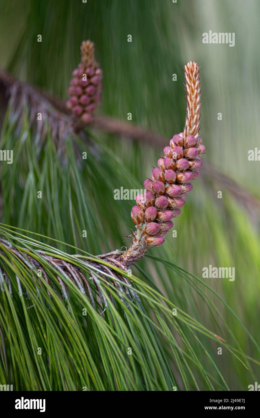 Beautiful cones and sweeping slender leaves of the Patula Pine located ...