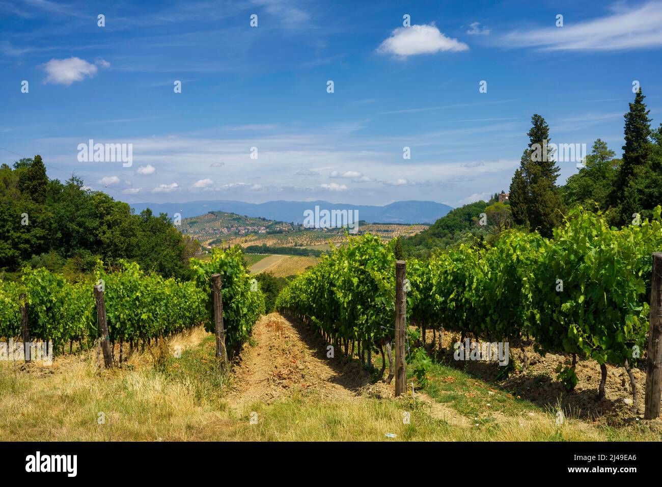 Vineyards of Chianti in Firenze province, Tuscany, Italy, at summer ...