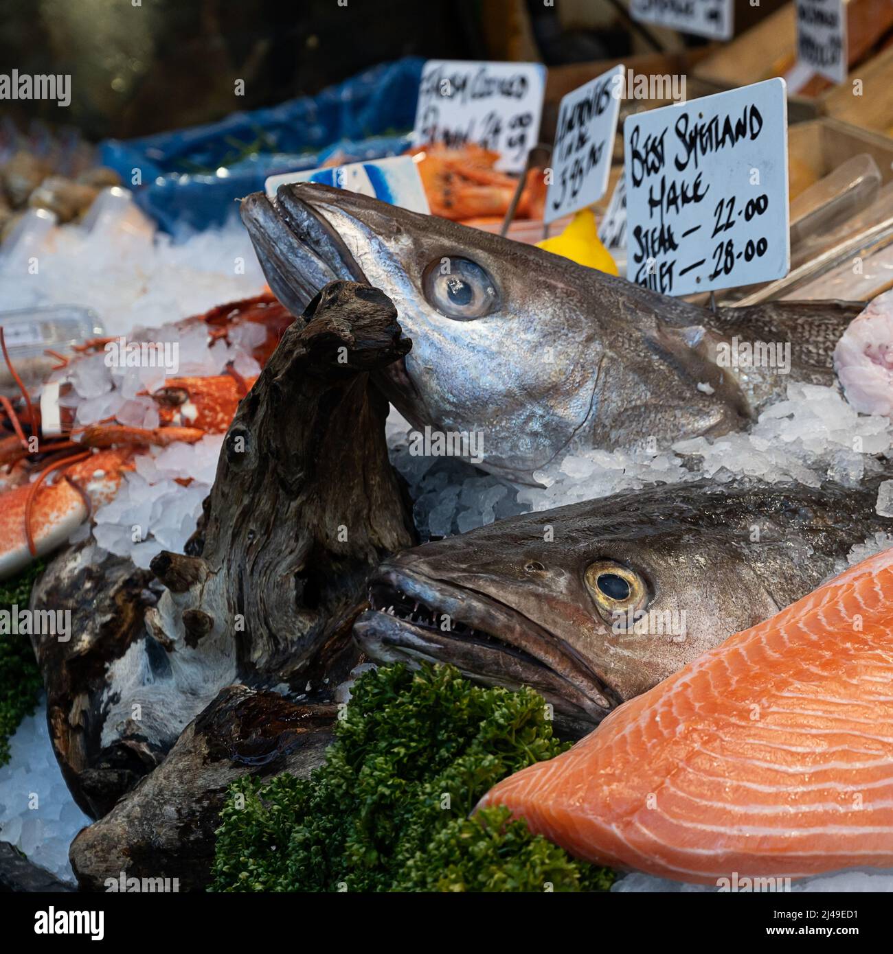 Two large fish hi-res stock photography and images - Alamy