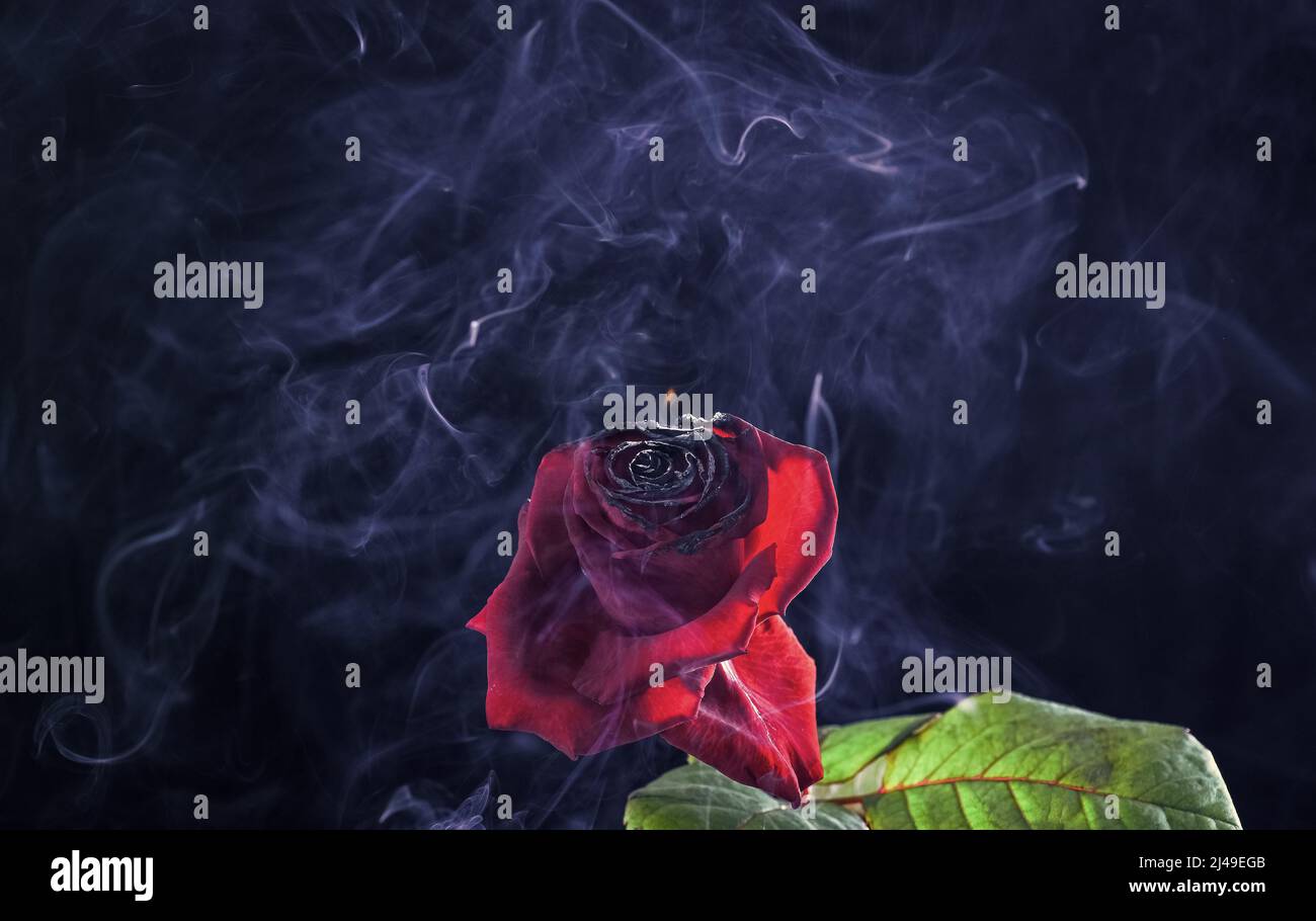 Rose and fire. Burning flower with smoke dark background. Red flower ...