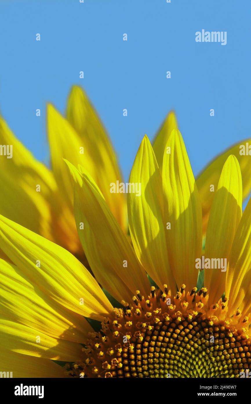 National flower of ukraine hi-res stock photography and images - Alamy