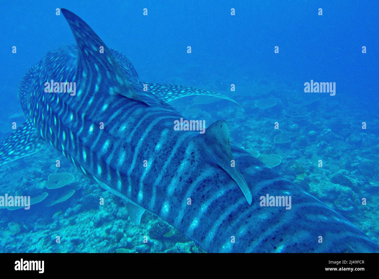 Whale submarine of the maldives hi-res stock photography and images - Alamy