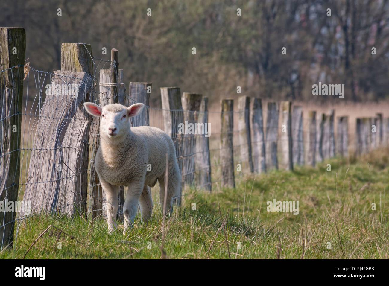 A lamb on a meadow with protective wire fence behind Stock Photo - Alamy