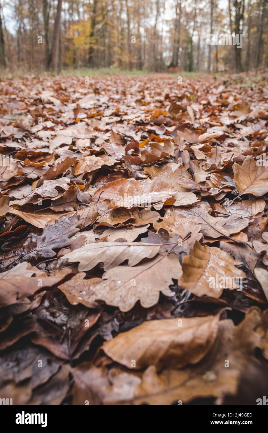 Ground level view of fall foliage hi-res stock photography and images ...