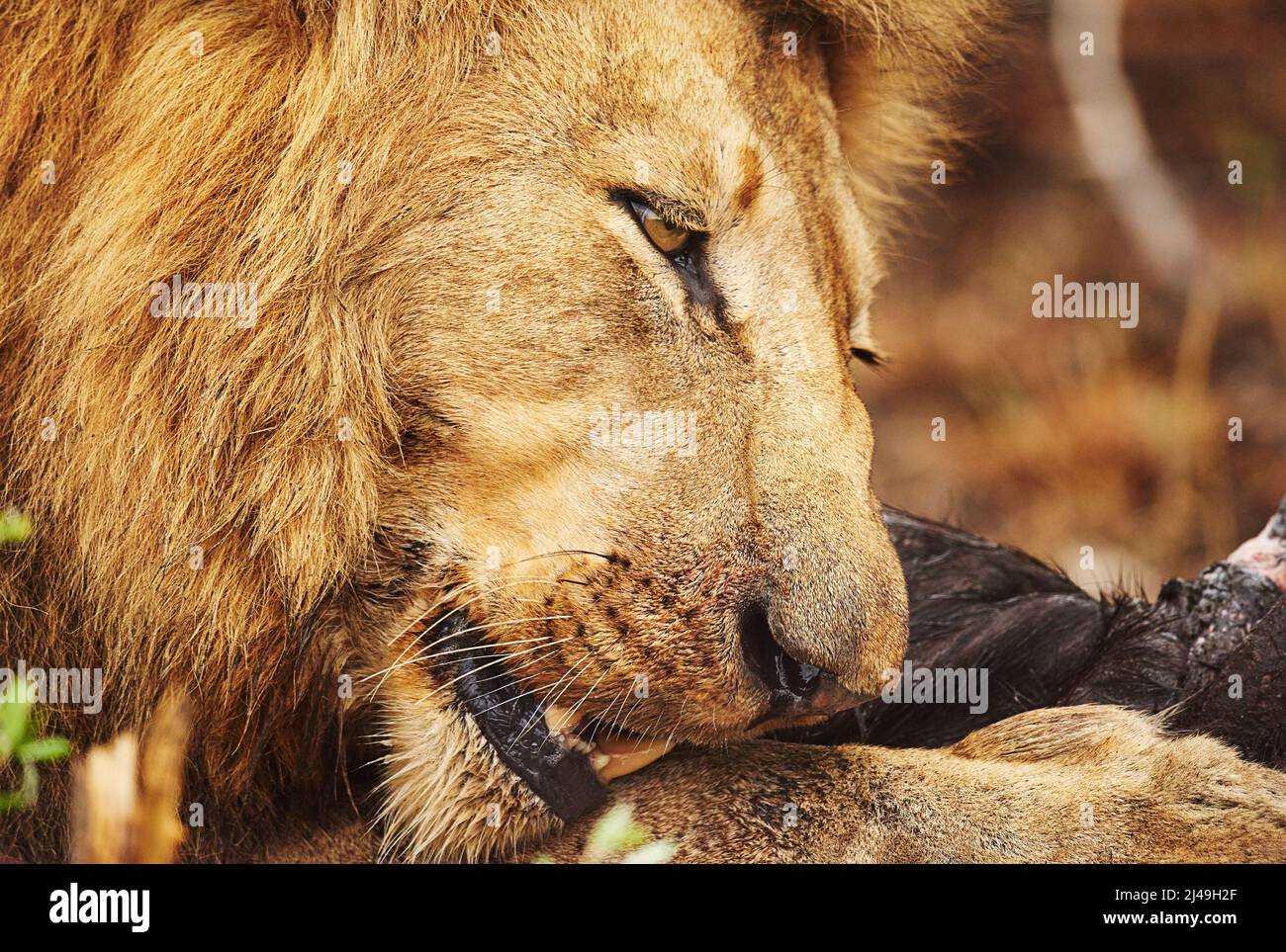 Feasting on his prey. Cropped shot of a lion eating his prey the plains ...