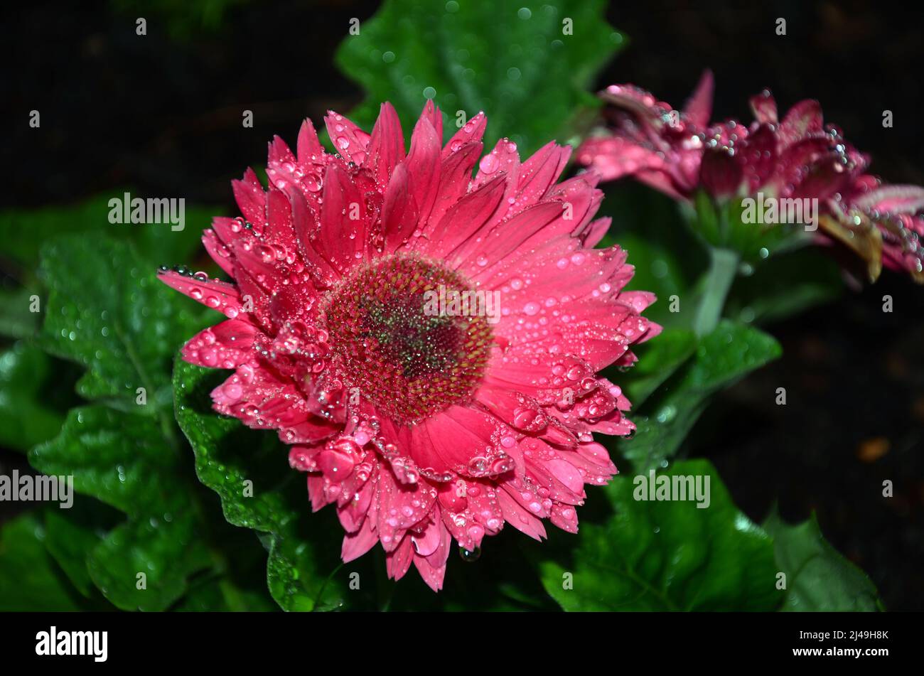 red daisy with green leaves Stock Photo - Alamy