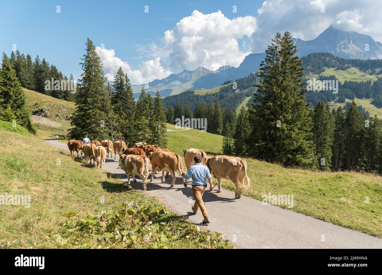 Almabtrieb cow festival hi-res stock photography and images - Alamy