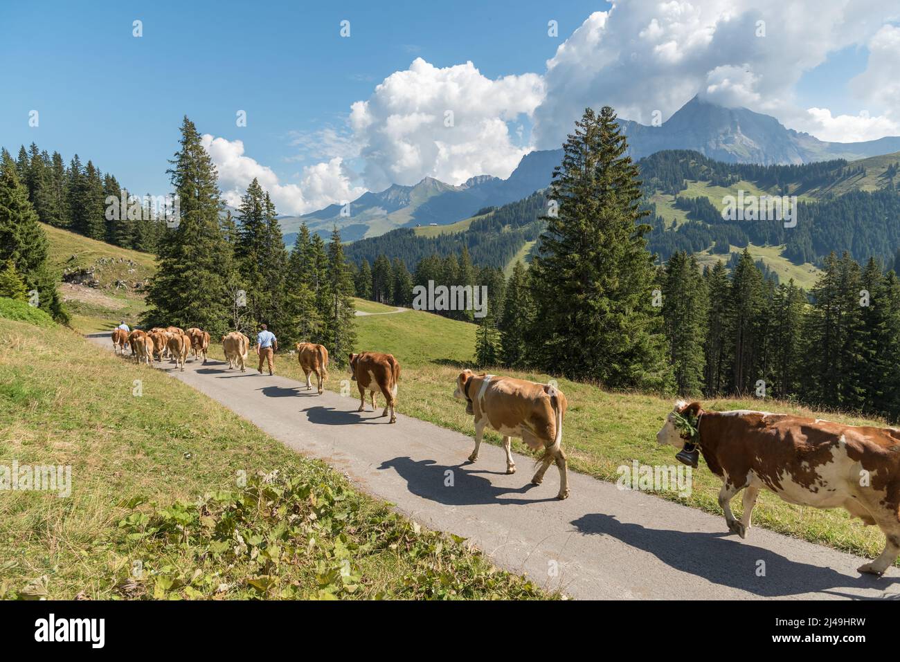 Almabtrieb cow festival hi-res stock photography and images - Alamy