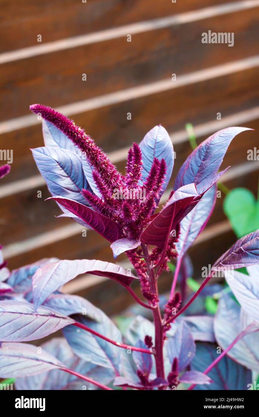Red amaranth (Amaranthus cruentus Stock Photo - Alamy