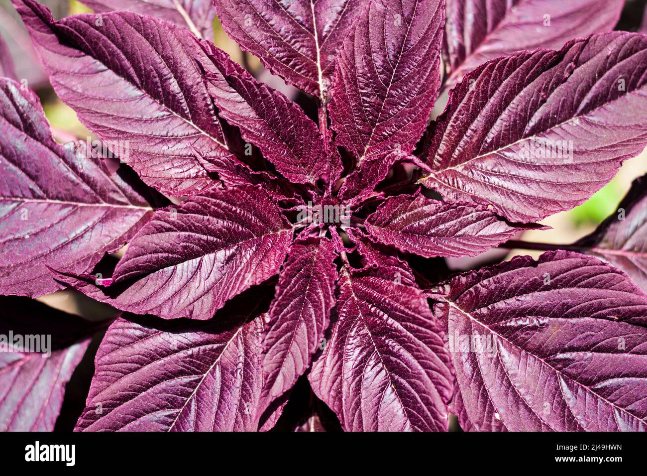 Red amaranth (Amaranthus cruentus) closeup. View from above. Natural ...