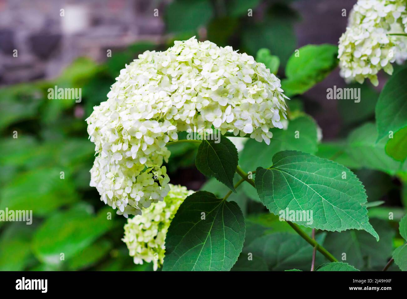 Blooming white Annabelle Hydrangea arborescens (commonly known as ...