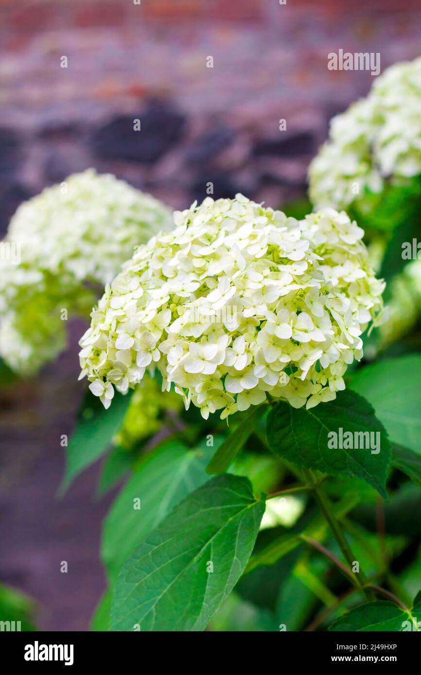 Blooming white Annabelle Hydrangea arborescens (commonly known as ...