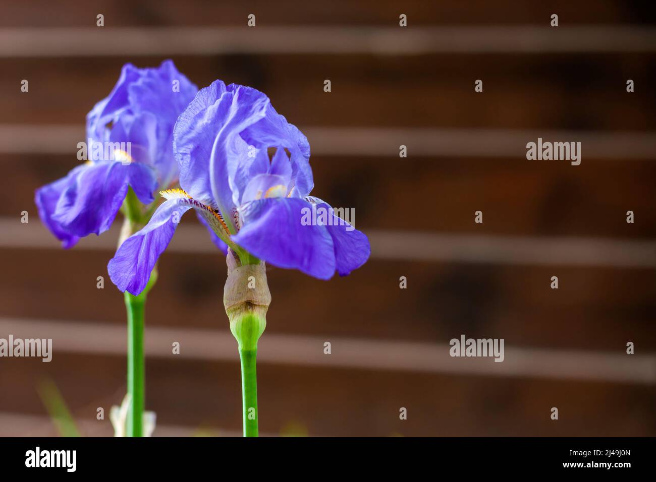 Two elegant iris flowers hi-res stock photography and images - Alamy