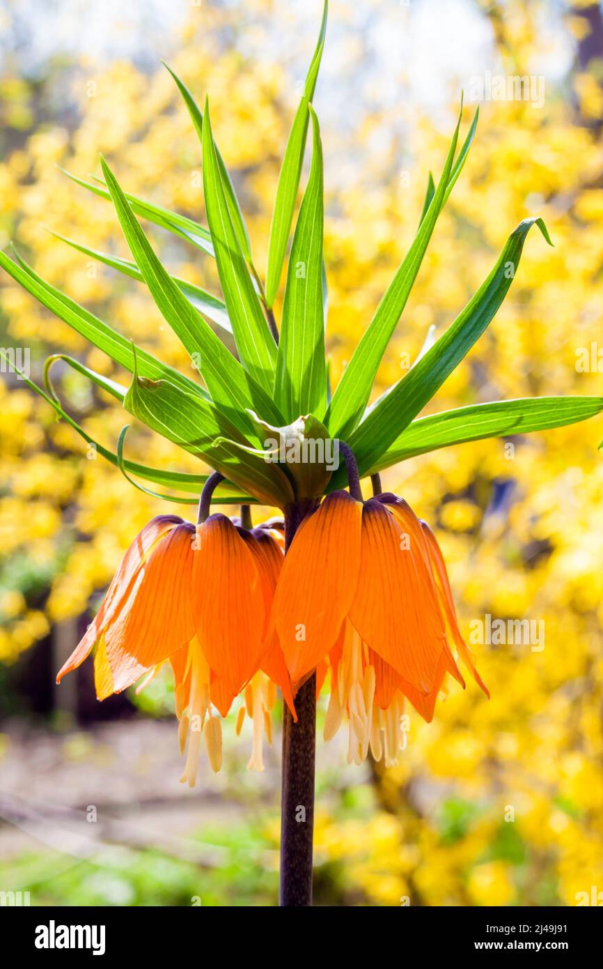 Kaiser's crown (Fritillaria imperialis) flower on blooming Forsythia ...