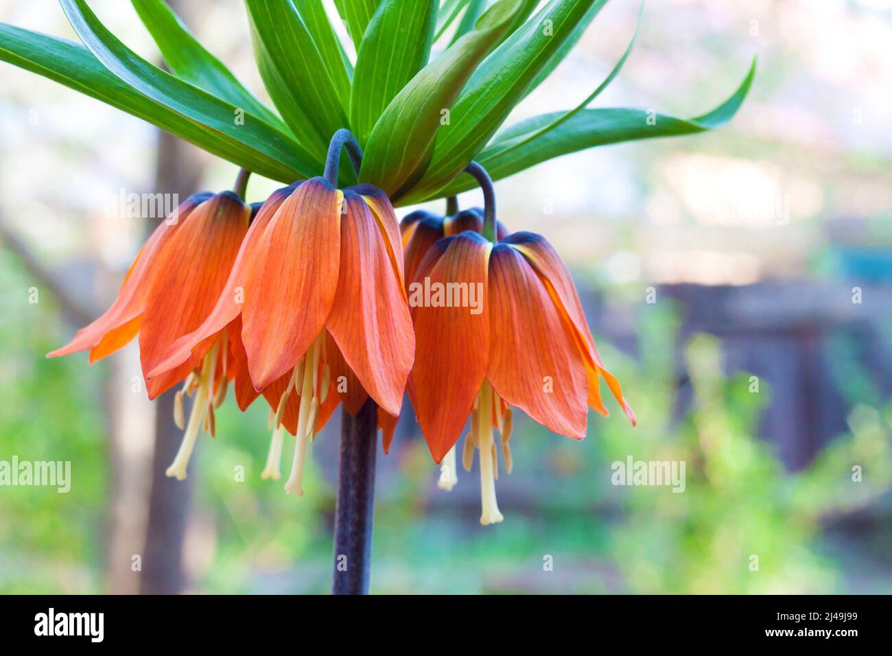 Kaiser's crown (Fritillaria imperialis) flower closup Stock Photo - Alamy