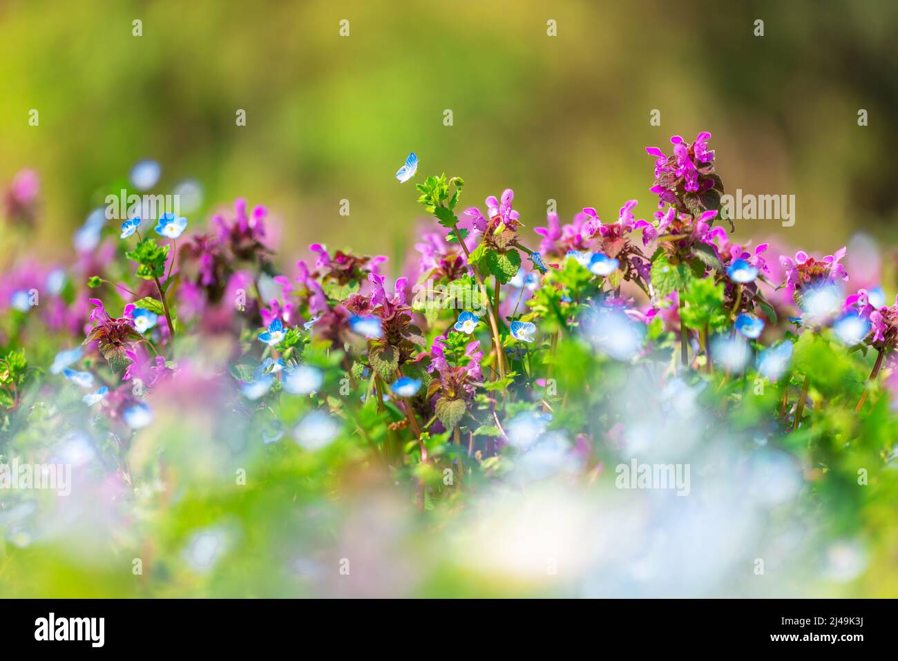 Purple violets wildflowers and green grass. Field of flowers and grass ...