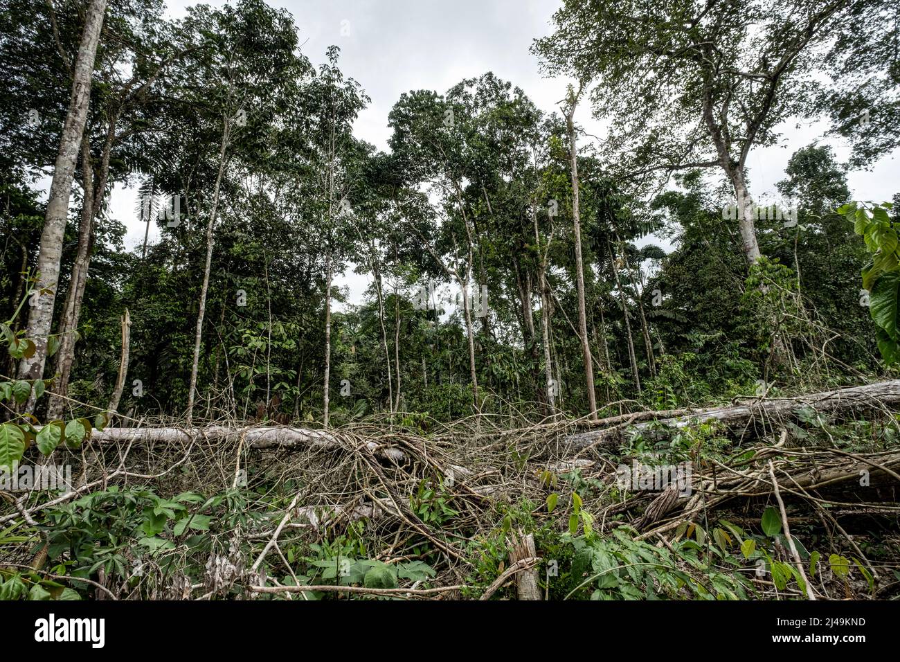 Amazonia, deforestation, Ecuador, environment Stock Photo - Alamy