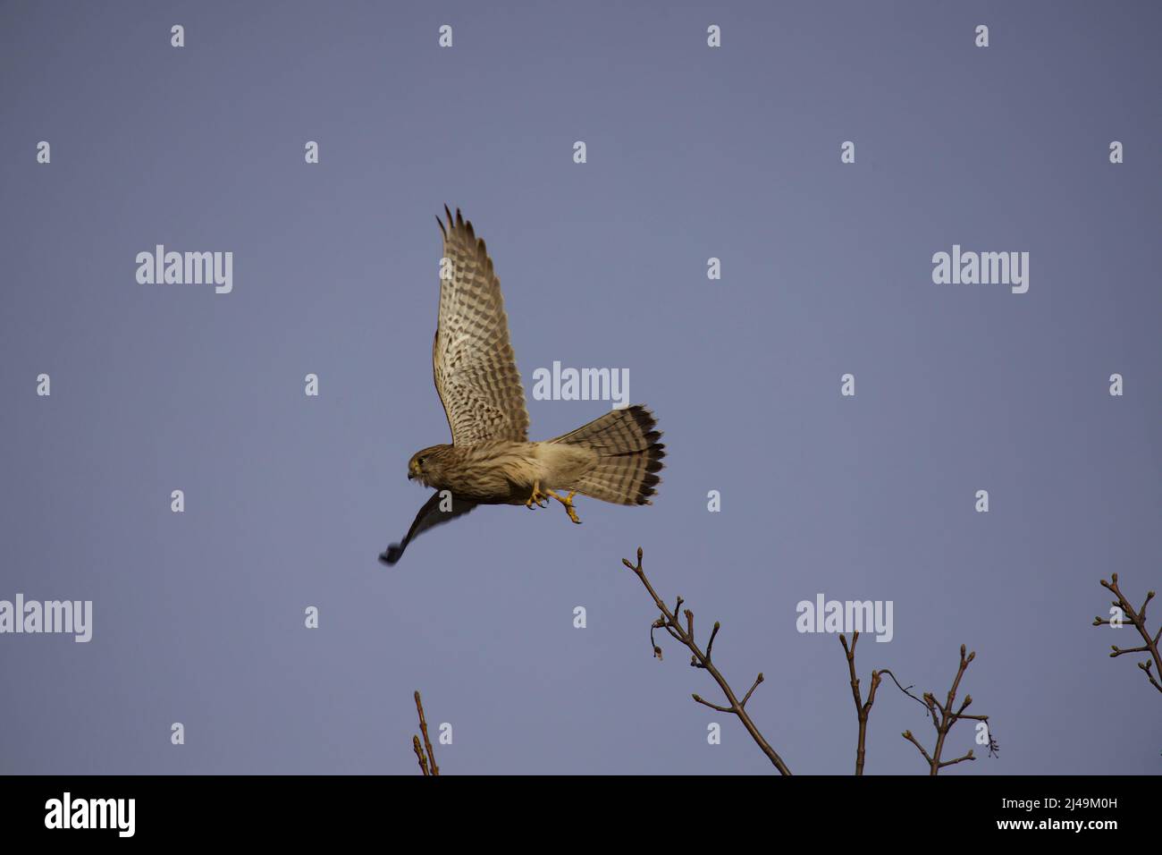 Female Kestrel - Falco tinnuculus takes off Stock Photo - Alamy