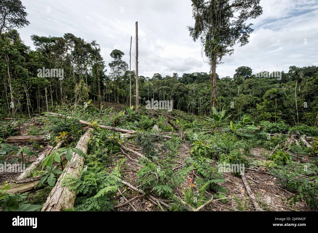 Amazonia, deforestation, Ecuador, environment Stock Photo - Alamy