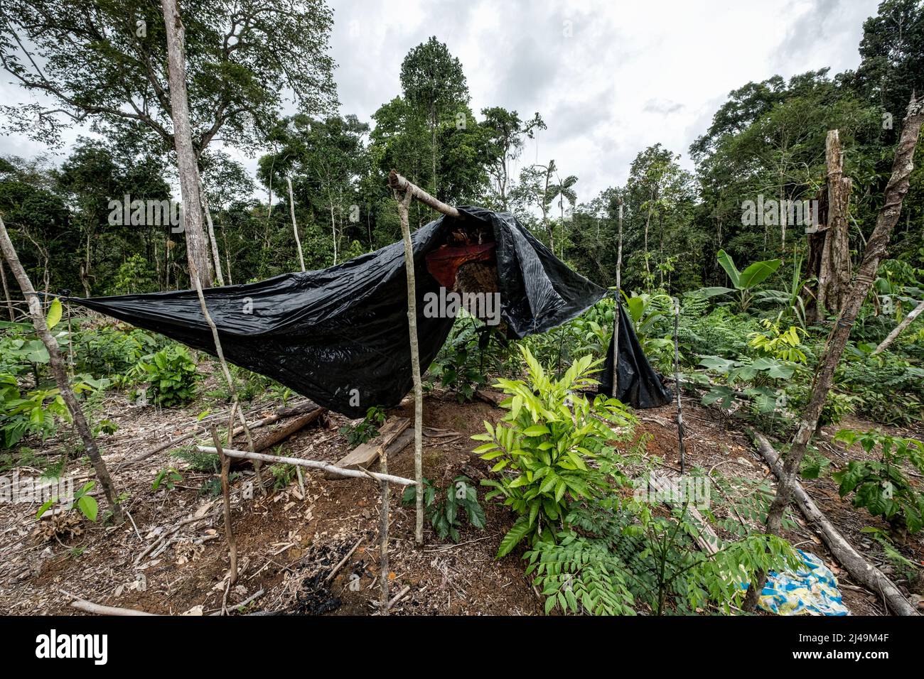 Amazonia, deforestation, Ecuador, environment Stock Photo - Alamy