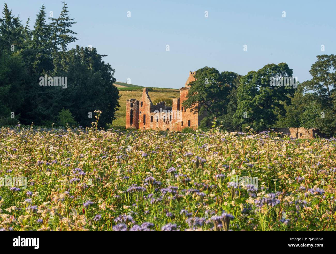 Edzell castle flowers hi-res stock photography and images - Alamy