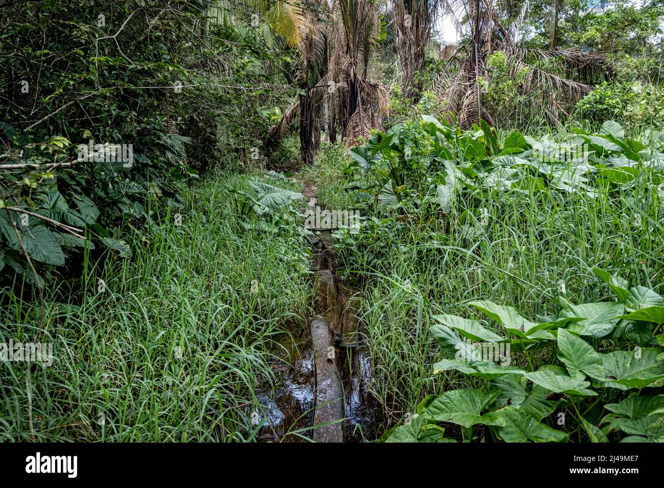 Amazonia, deforestation, Ecuador, environment Stock Photo - Alamy