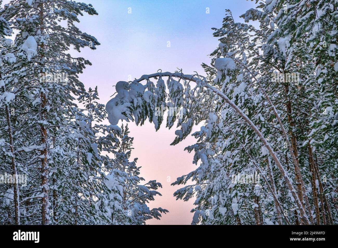 Landscape snowy winter forest. Panoramic view of frost-covered trees in ...