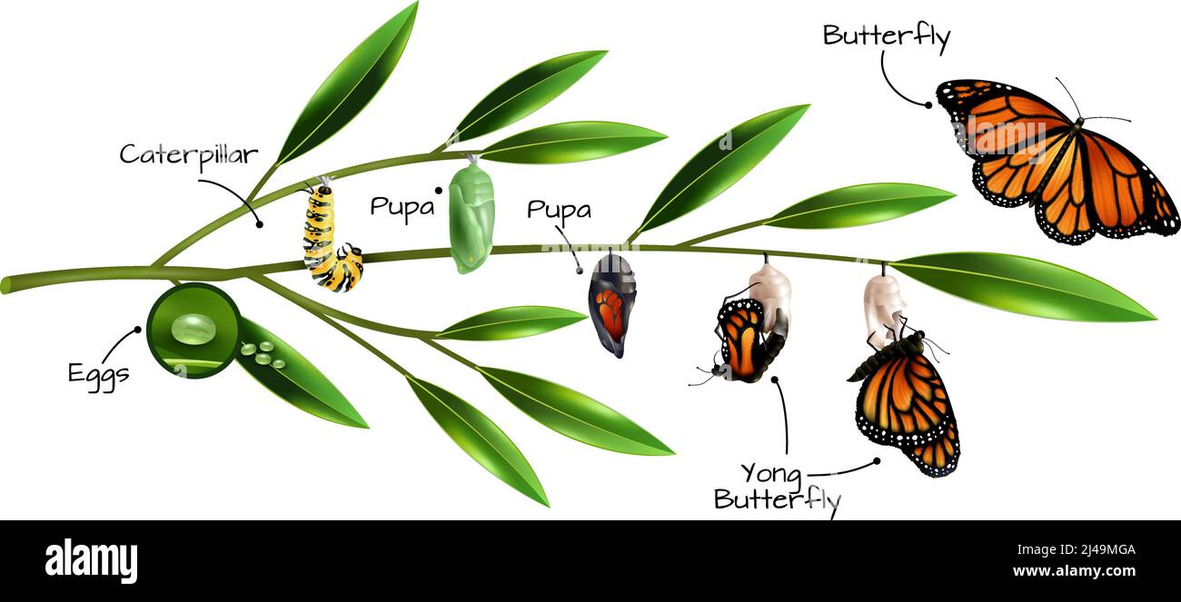 Butterfly metamorphosis on example of danainae monarch species ...